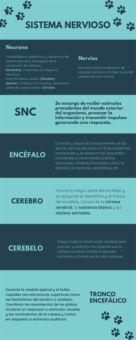 Infograf A Del Sistema Nervioso Y Anatom A Sensorial Sistema Nervioso