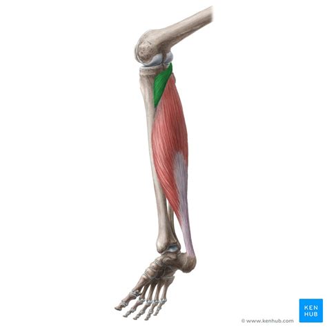 Músculo poplíteo Anatomía función y correlación clínica Kenhub