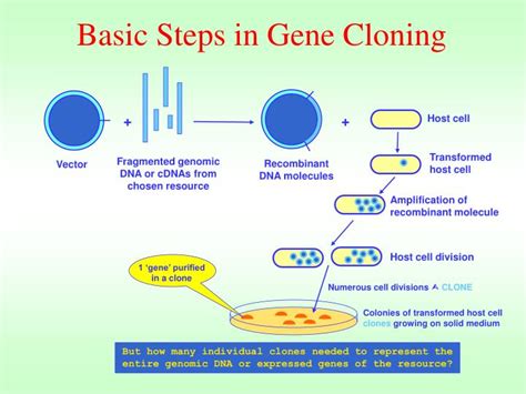 Outline The Basic Steps In Gene Cloning