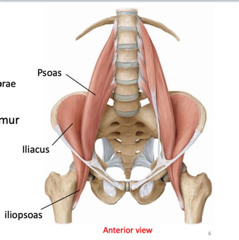 Muscles Of Hip Pelvis Flashcards Quizlet