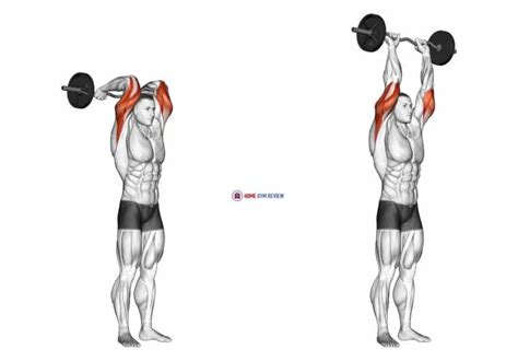 Seated Overhead EZ Bar Triceps Extension Exercise Instructions And