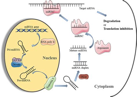 Frontiers The Role Of MicroRNA In The Inflammatory Response Of Wound