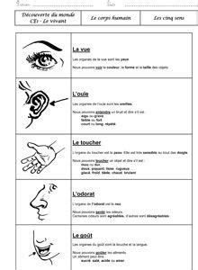 1000 Images About Ddm On Pinterest Anatomy French Words And Life Cycles