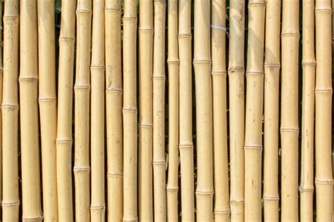 Cómo cortar el bambú para sembrarlo Sembrar plantas
