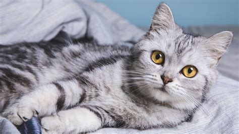 Sabes de dónde proceden las razas de gato más populares