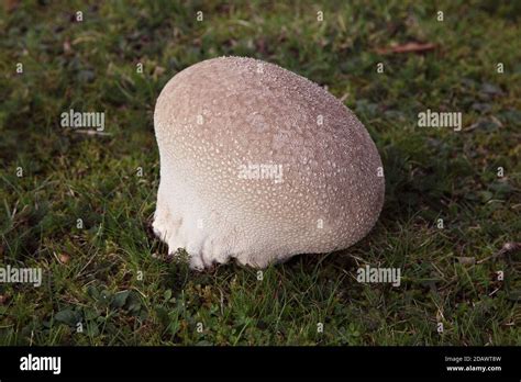 Common Puffball Mushroom Lycoperdon Perlatum Or Devils Snuffbox Edible