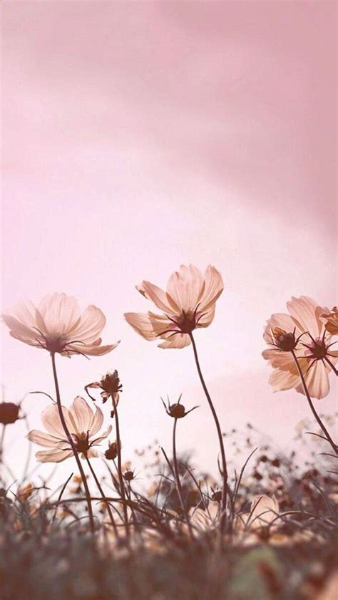 Greatest Cute Wallpaper Aesthetic Flower You Can Use It Free
