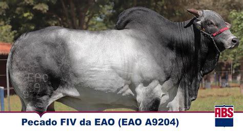 PECADO FIV DA EAO EAO A9204 Touro Nelore ABS YouTube