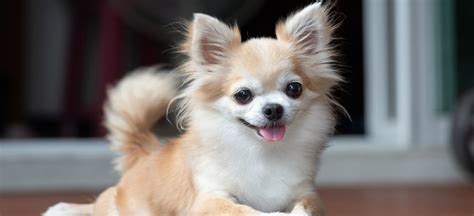 Conheça 9 raças de cachorros dóceis Blog Polipet