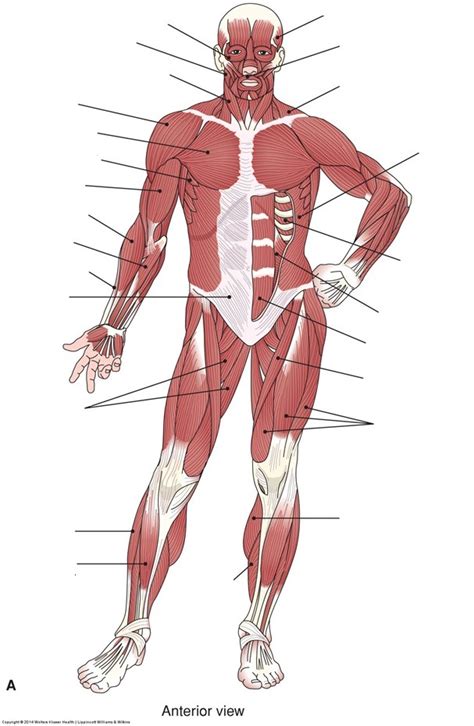 Anatomy Quiz Muscular Anterior Diagram Quizlet The Best Porn Website