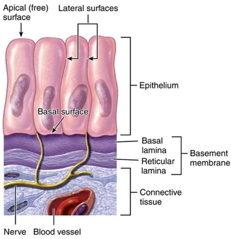 Epithelial Tissue Flashcards Quizlet