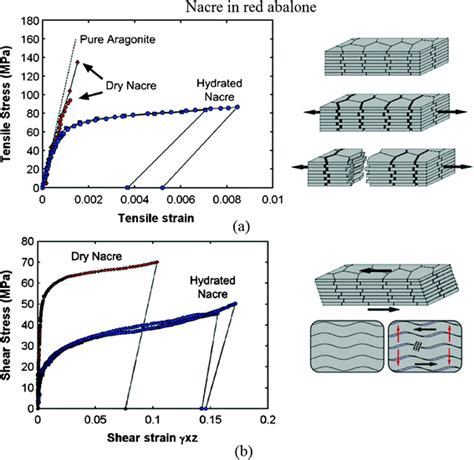 Hierarchical Structure And Mechanical Properties Of Nacre A Review