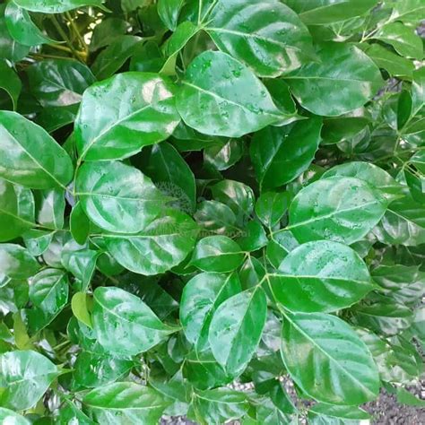 Cây hạnh phúc hợp mệnh gì Cách chăm sóc cây hút tài lộc may mắn