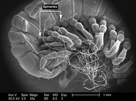 Public Domain Picture Magnified Only 25x This Scanning Electron