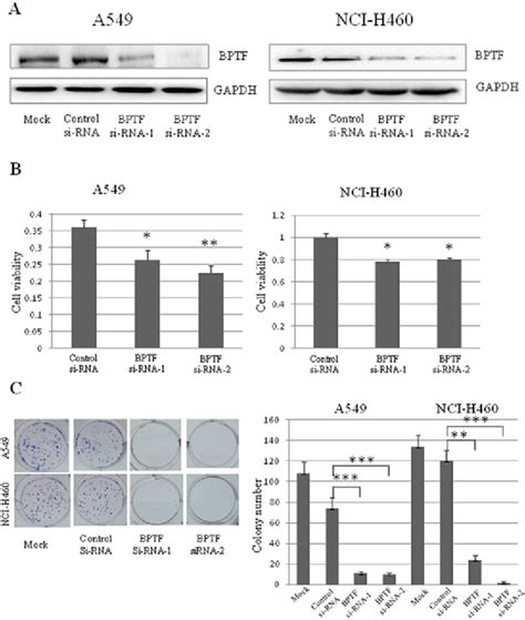 Knockdown Of BPTF Inhibited Proliferation Of NSCLC Cells A The