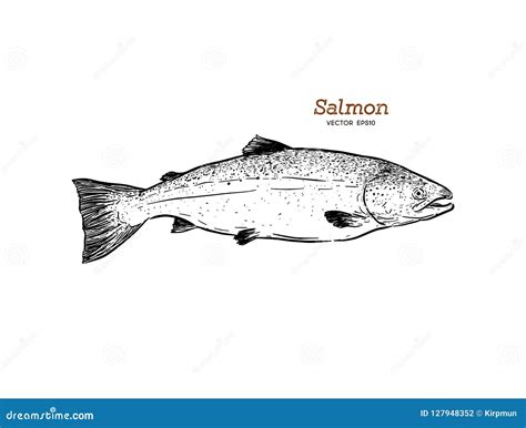 Ink Sketch Of Salmon Hand Drawn Vector Illustration Of Fish Stock
