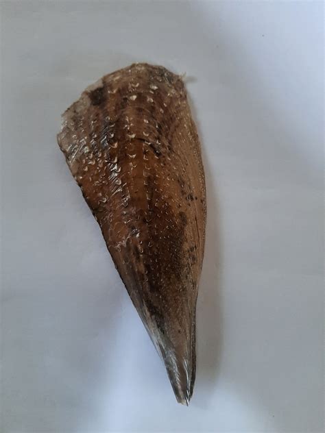 Half naked Pen Shell from Florianópolis State of Santa Catarina