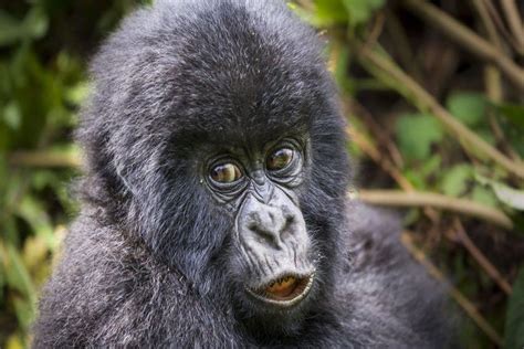 Uganda Gorilla Trekking From Kigali From 560Per Person
