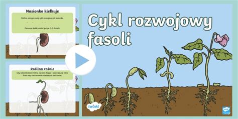 Cykl Rozwojowy Fasoli Prezentacja Teacher Made