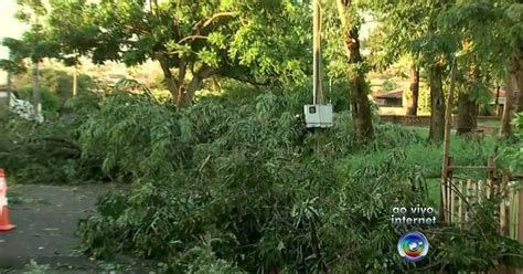 G1 Chuva ventos fortes derruba árvores em bairros de Rio Preto
