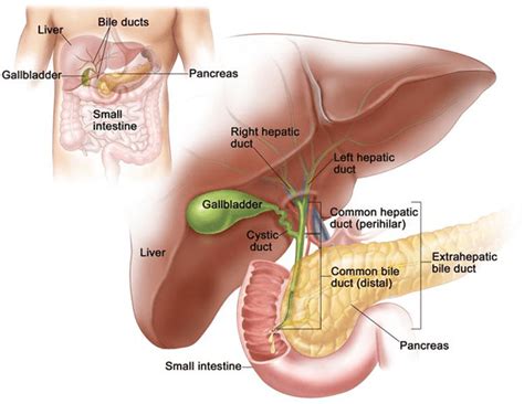 Hepato Pancreato Biliary Surgery The Surgical Clinic Nashville TN