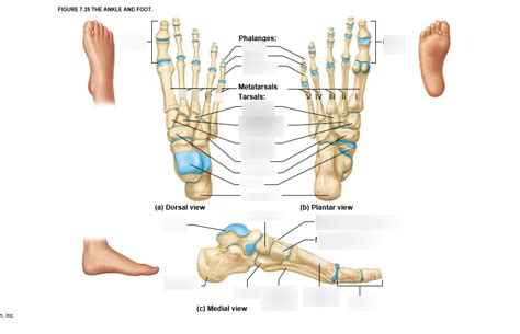 Tarsals Metatarsals And Phalanges