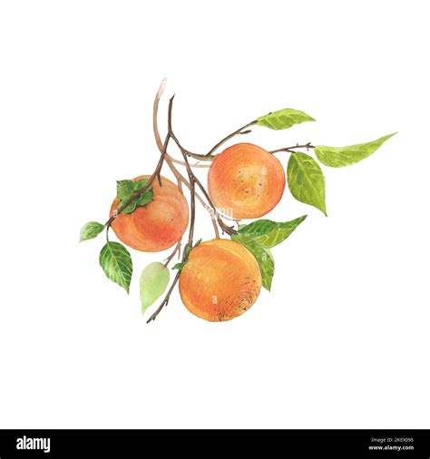 Watercolor Botanical Illustration Of The Persimmon Tree Branch With