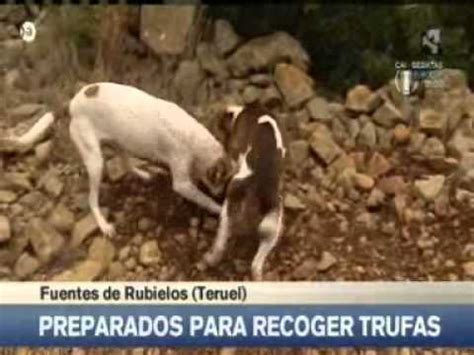 Descubre dónde encontrar trufas en Cataluña guía de secretos