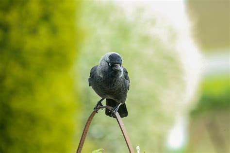 Choucas Des Tours Oiseau Noir Photo Gratuite Sur Pixabay Pixabay