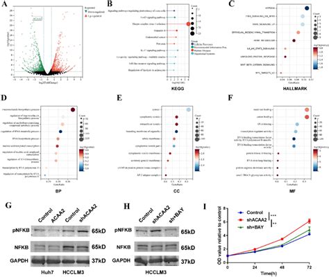 Downregulated ACAA2 facilitated HCC progression via the NF κB signaling