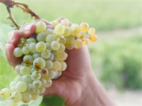 QUALITÀ DELLE UVE PER LA VENDEMMIA SICILIANA EMME22 È una rivista