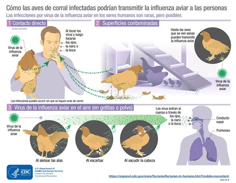 Gripe aviar Cuál es el riesgo de infección para los seres humanos