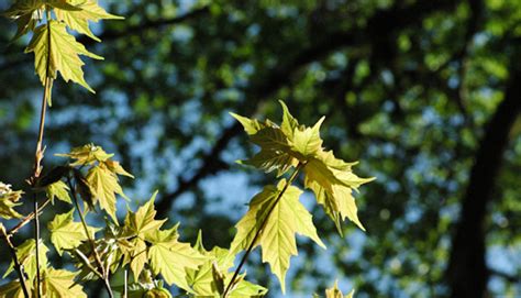El Bosque De Rboles De Maple Que Est En Jalisco M Xico Desconocido