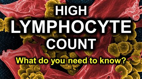 Lymphocytes High In Blood Test YouTube