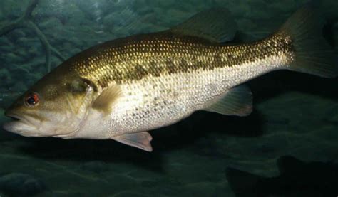 Smallmouth Vs Largemouth Bass Orbit Fishing