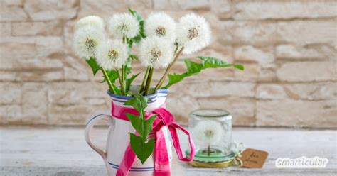Pusteblume haltbar machen so einfach lassen sich Blüten konservieren