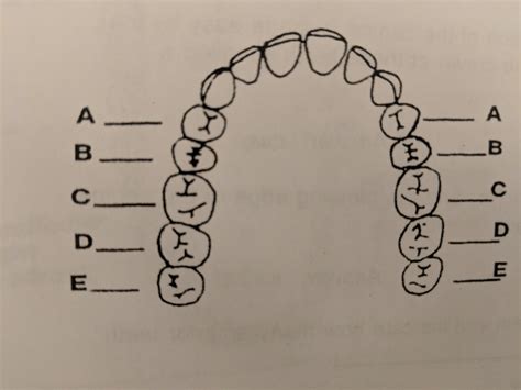 Molars Premolars Diagram Quizlet