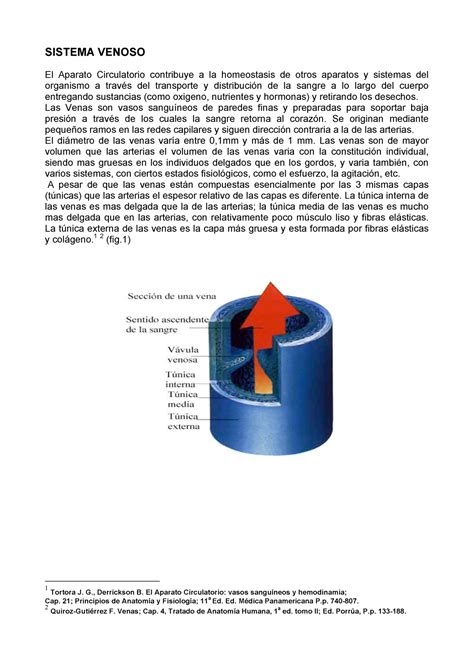 Sistema Venoso Informe Arterias Y Venas Sistema Venoso El Aparato
