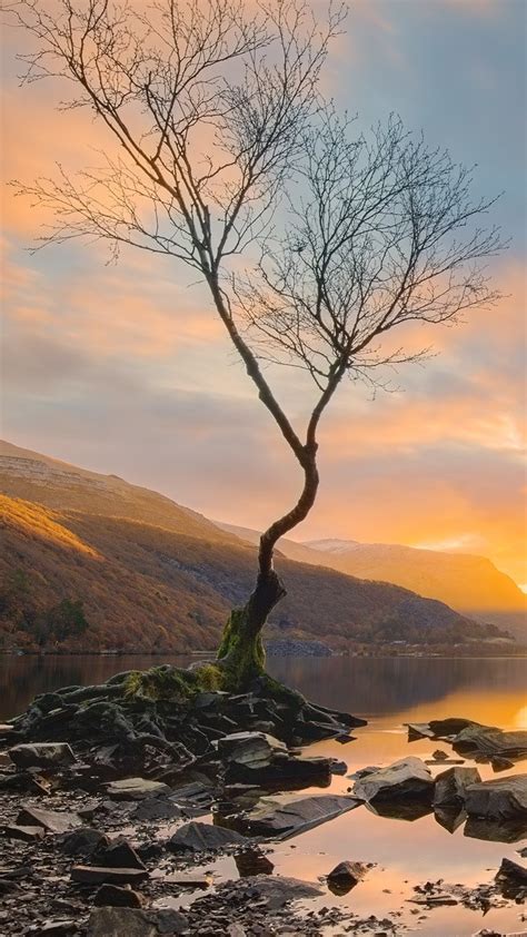 Samotne Drzewo Nad Jeziorem Llyn Padarn Tapeta Na Telefon