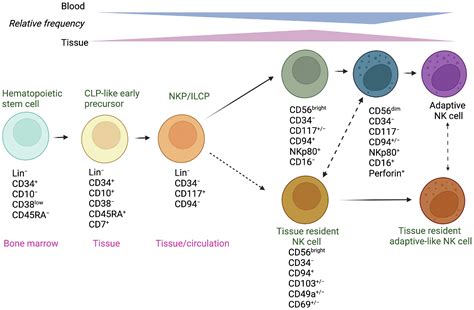 Human Natural Killer Cells Form Function And Development Journal
