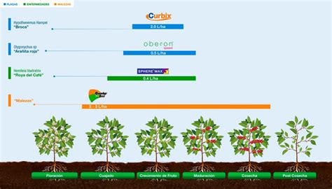 Cultivo de Café en Colombia Agro Bayer Colombia