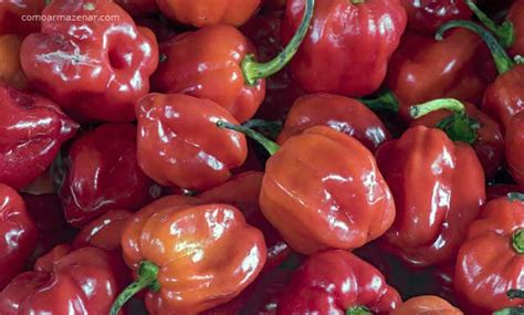 Como Armazenar Pimenta Habanero Como Armazenar
