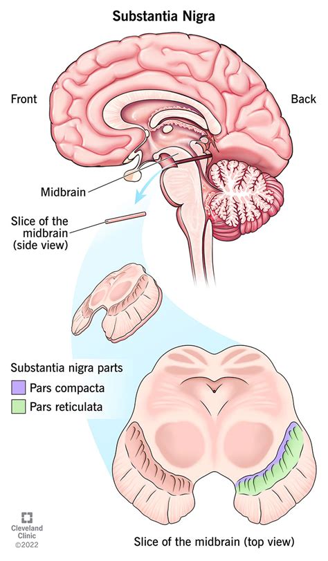 Midbrain Anatomy