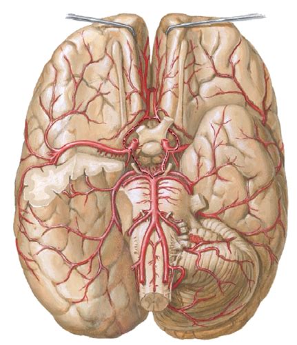 CNS Vasculature Flashcards Quizlet
