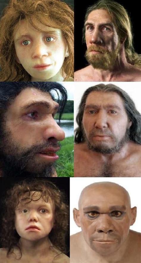 What Are The Derived Features Of Neanderthals