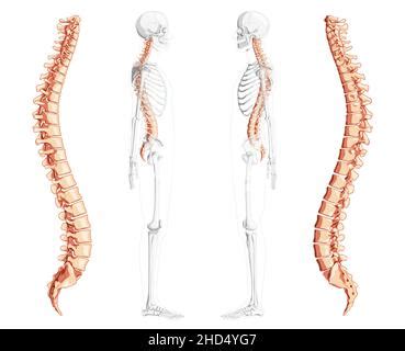 Spinal Column Anatomy Side Front Views Realistic Info Chart Medical