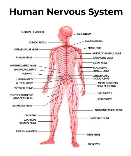 Diagram Of Nervous System Parts And Functions GeeksforGeeks