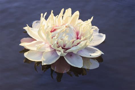 15 Flowering Plants With Large Blossoms