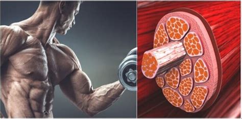 Muscle Hypertrophy How Do Muscles Grow Bodybuilding Wizard