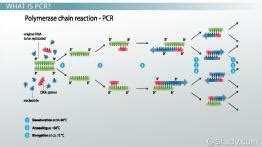 DNA Polymerase Definition Structure Function Lesson Study